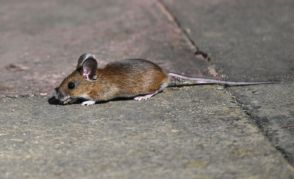 chuha sardar hindi short story