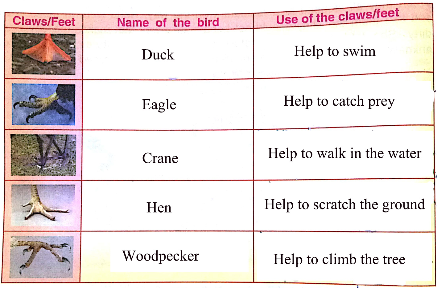 5. Birds Beaks and Claws, My Living World, Class IV, DAV, The best ...